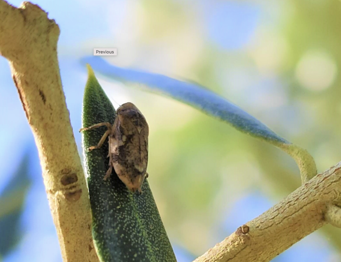 La UIB identifica los insectos responsables de la transmisión de la ...