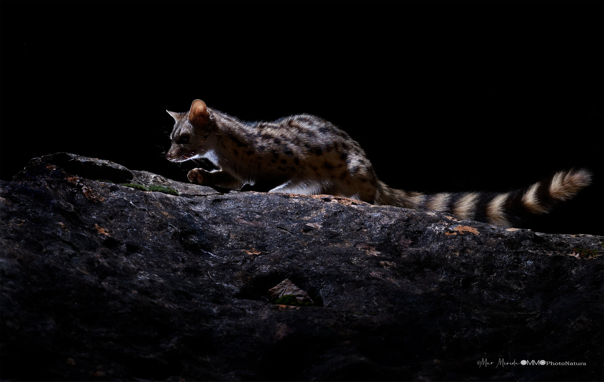 "Lograr fotografiar a una jineta produce una emoción bestial" - Noudiari.es