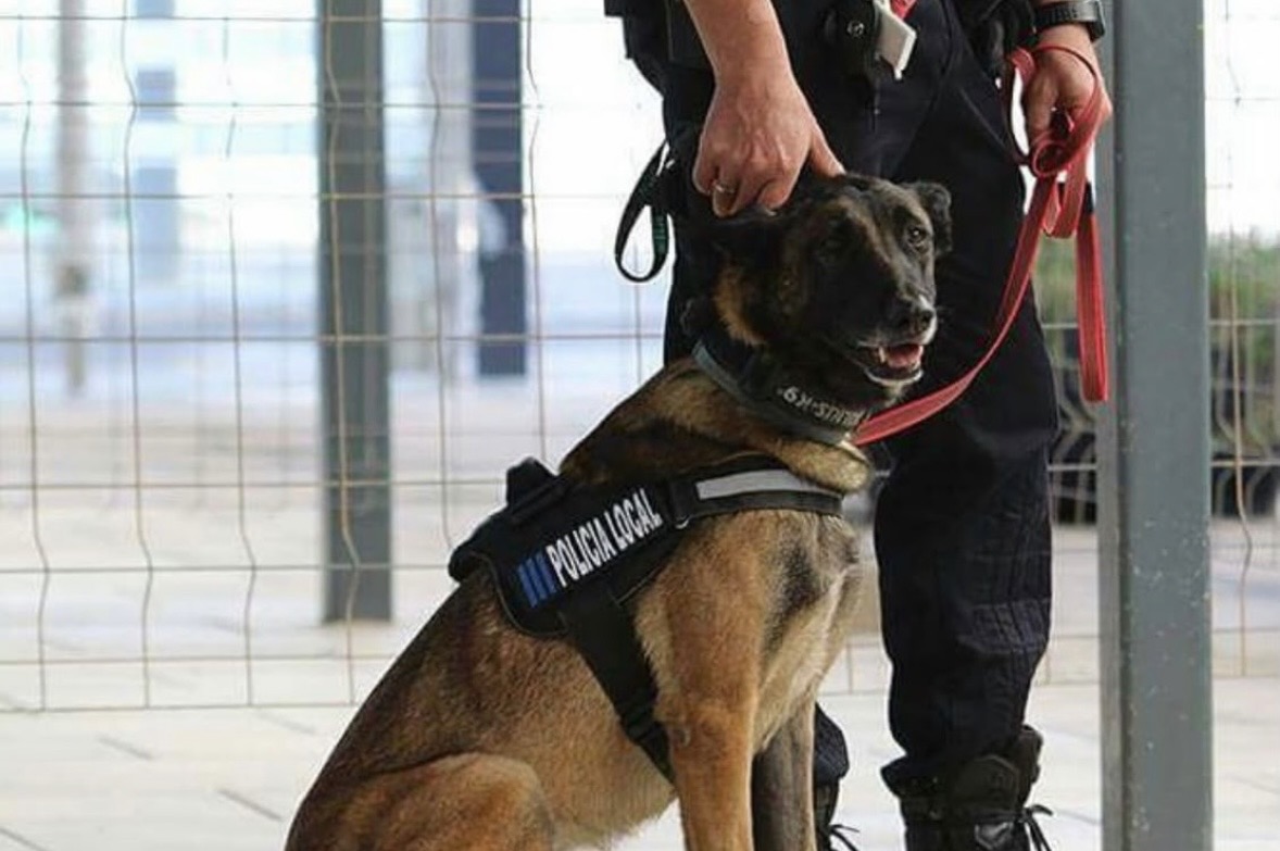 La Policía Local de Ibiza se despide de la perra Kata: "fue una ...
